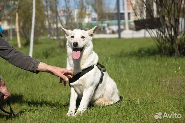 Белоснежная красавица Тесса ищет дом