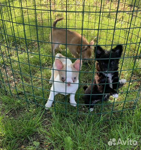 Чишки мальчишки и девочка