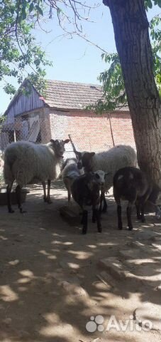 Овцы Романовские