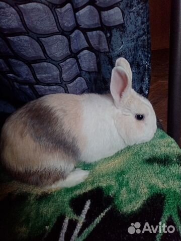 Декоративный кролик с клеткой