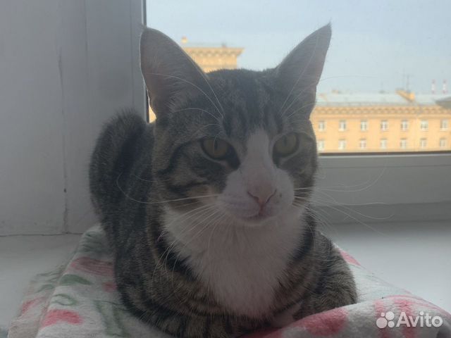 Кот Штирлиц 7 месяцев