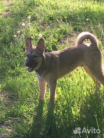 Щенок в добрые руки