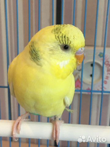 Попугаи волнистые