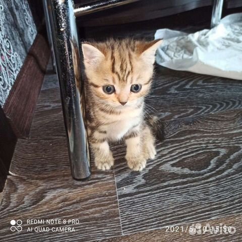 Шотландская кошка