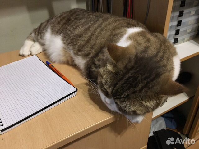 Отдам кошку в добрые (и ответственные) руки