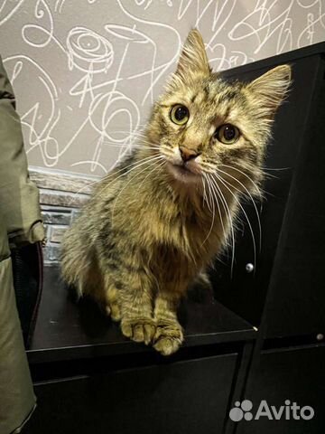 Кошка мышеловка