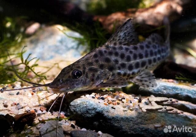 Рыба сом аквариумный