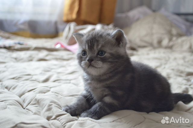 Британские котята