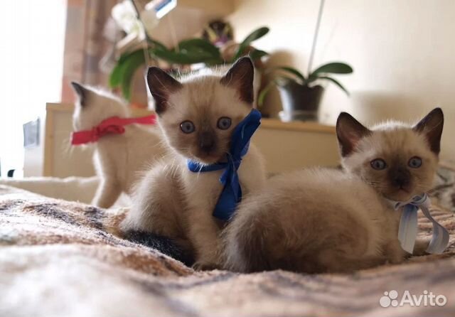 Чистопородные тайские котята