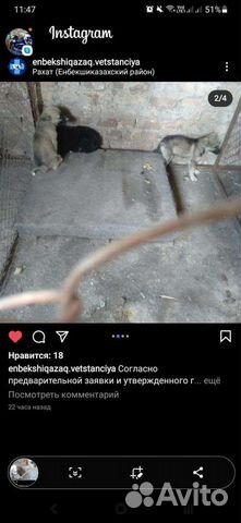 SOS,через пару дней нас мучительно убьют