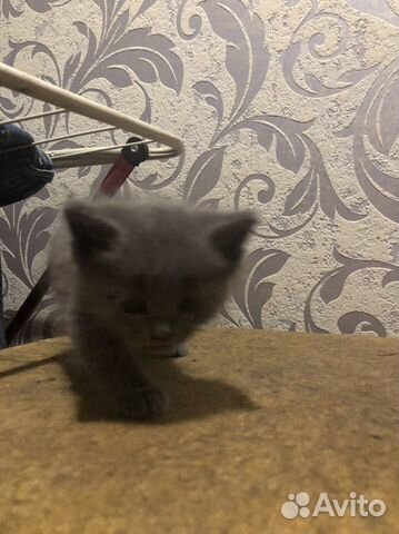 Британец серо голубой мальчик