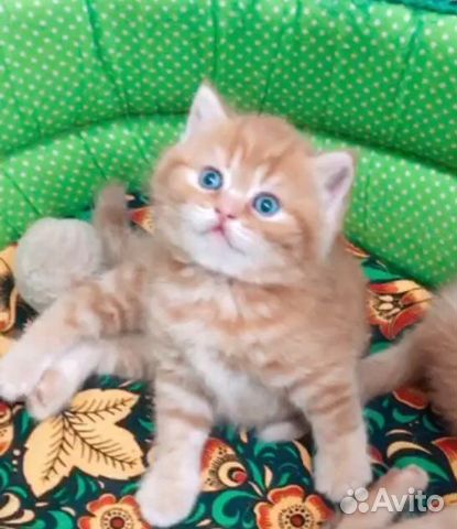 Британские котята