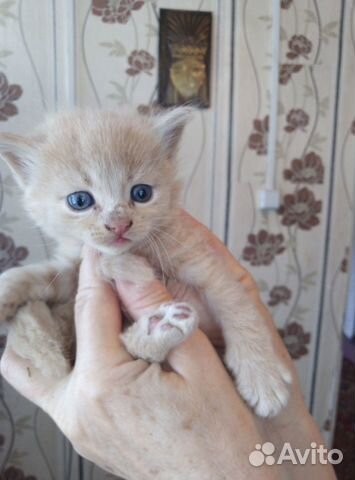 Голубоглазый котик необычного цвета