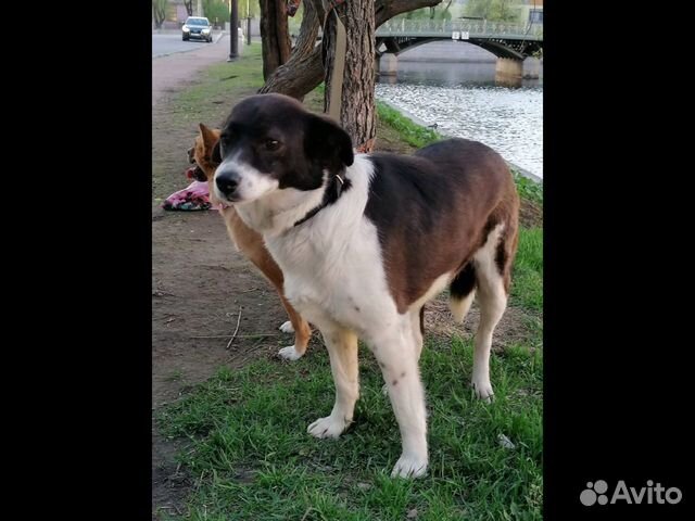 Небольшая собачка Вета ищет дом