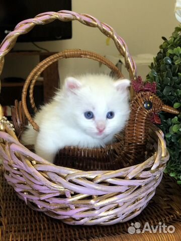 Котята курильский бобтейл