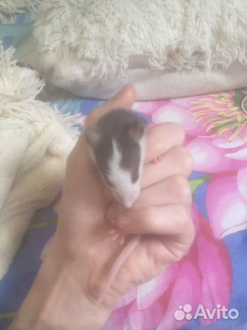 Крысята хаски