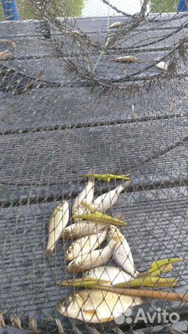 Рыба золотой карась