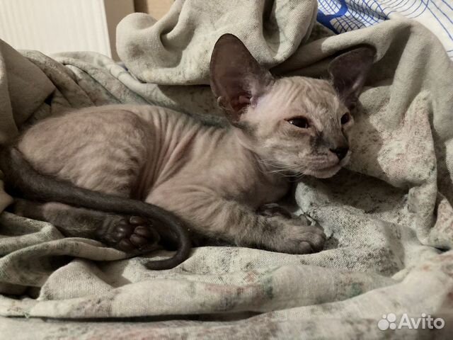 Донской сфинкс котята