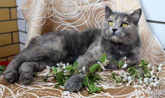 Кошечка Фрося ищет дом