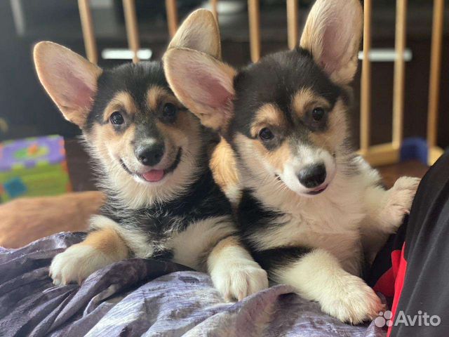 Вельш-корги пемброк щенки