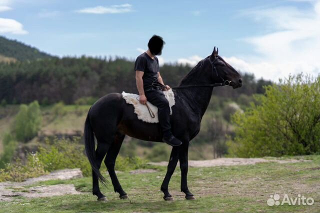 Лошади и жеребцы