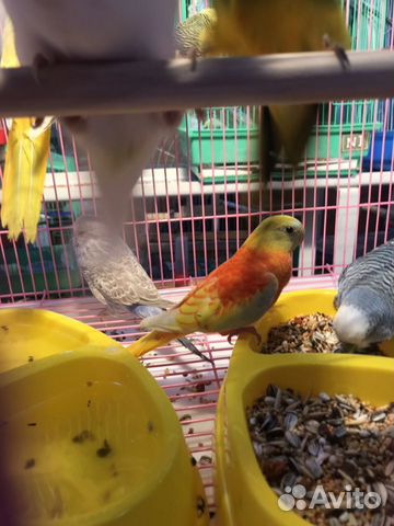 Лазурные попугаи