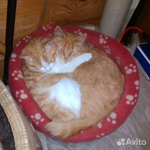 Петров и Васечкин выкинули