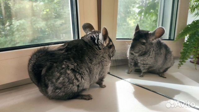 Шиншилла мальчик, эбони темный, 6.5 месяцев