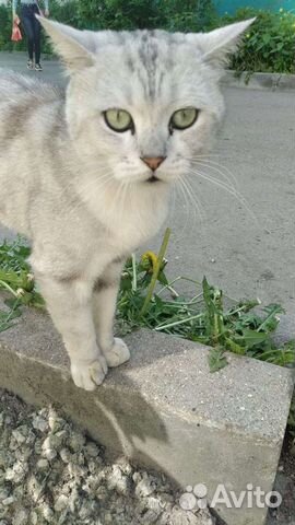 Кот