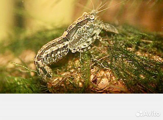 Рак мексиканский карликовый