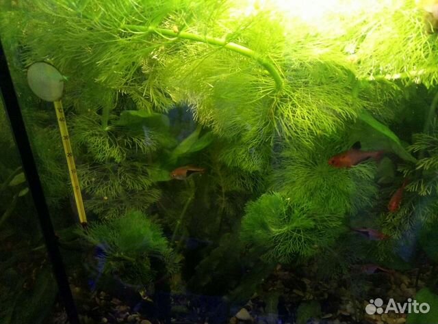 Растение в аквариум,кабомба