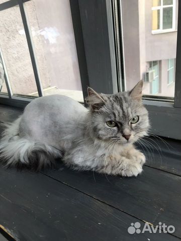 Кошка бесплатно