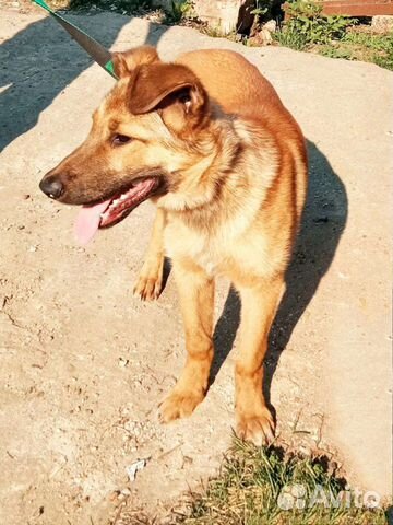 Ищем надёжного хозяина,малышу 5 месяцев