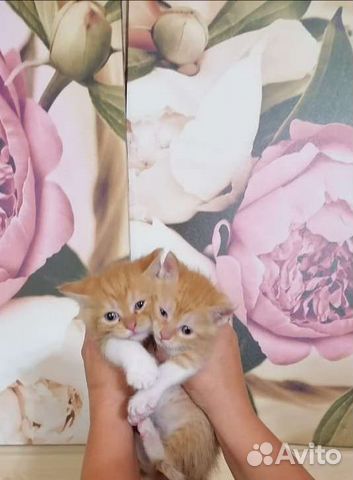 Котята мальчик и девочка