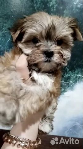 Йорктиз