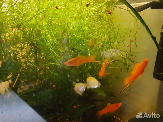 Аквариумные рыбы меченосцы,пара 100 р