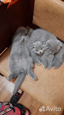 Вислоухие котята