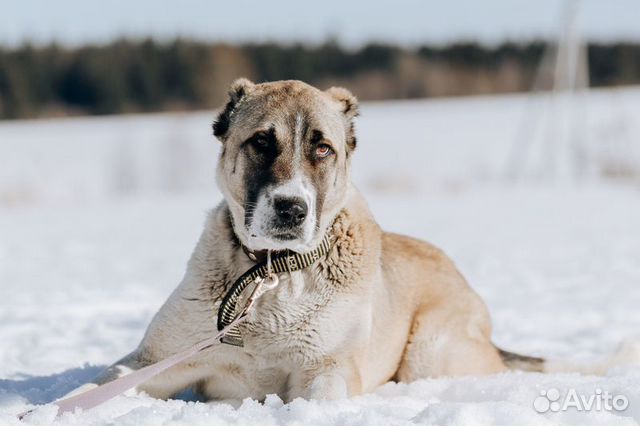 Молодая красавица алабай Сабира в дар