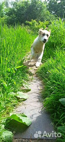 Щенок помесь сао