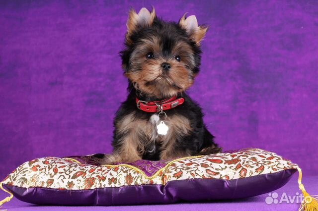 Йоркширский терьер Пупсик и Ляля РКФ от Чемпиона