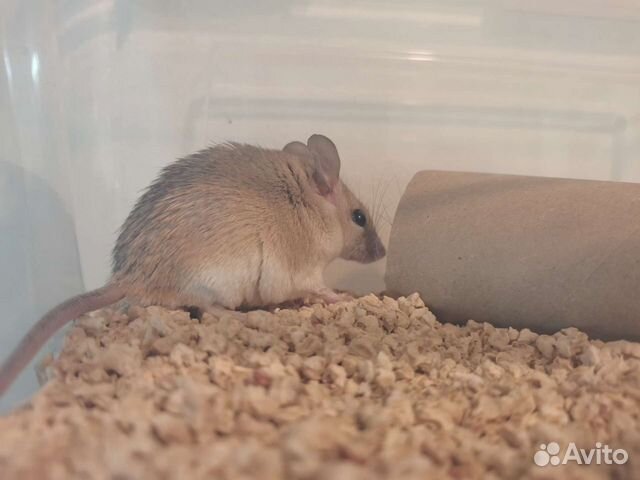 Иглистая мышь