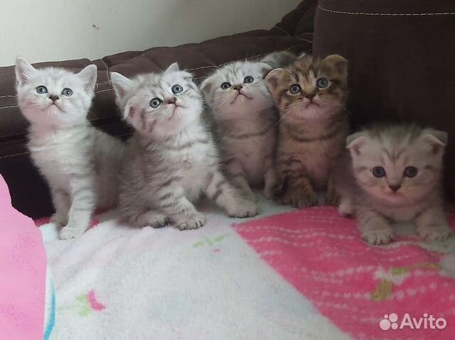 Шотландские котята