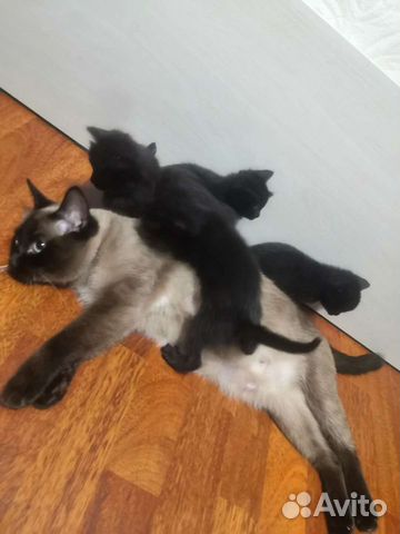 Котята, смесь тайской с бомбейской