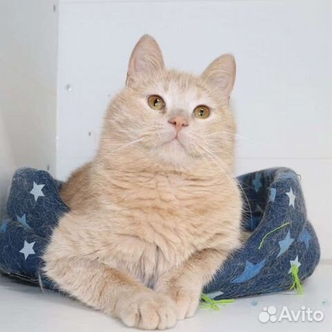 Кот ищет дом