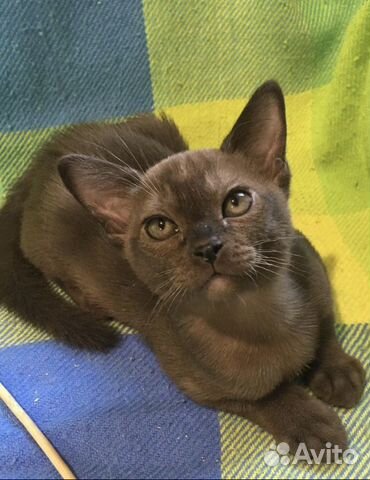 Котята Европейской Бурмы