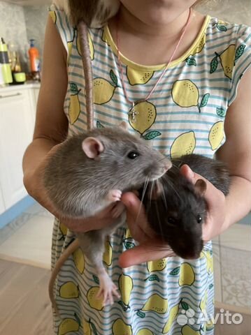 Отдам трех крыс на передержку на время отпуска