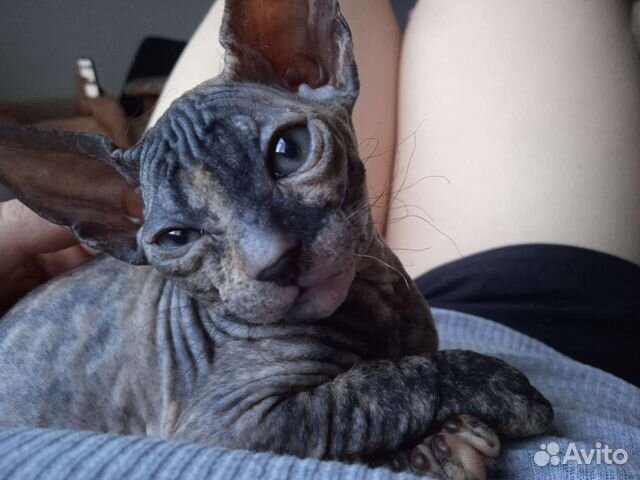 Донской Сфинкс котята