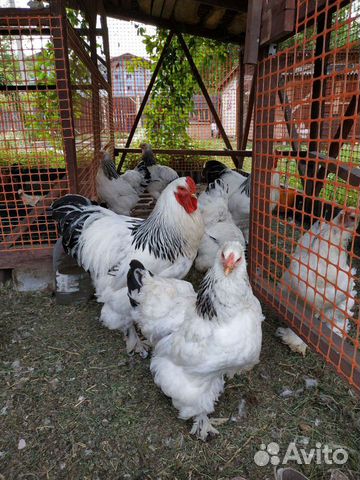 Цыплята Брама