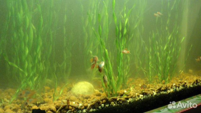 Коридорас Венесуэла