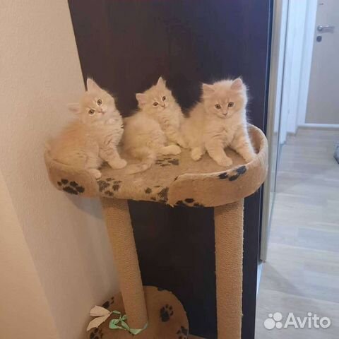 Сибирские котята